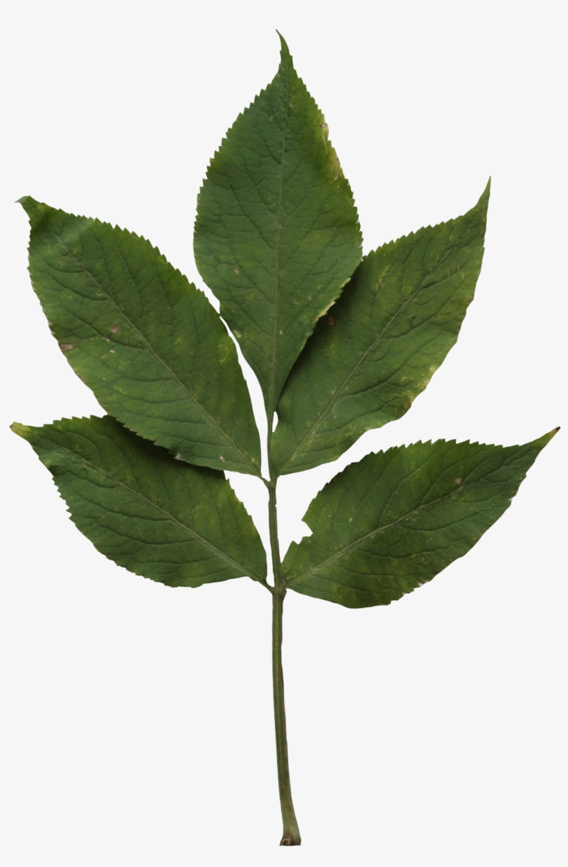 Elm Leaf Texture - 2304x3456 PNG Download - PNGkit