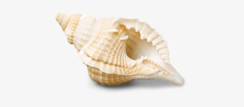 Conch Shell - 550x355 PNG Download - PNGkit