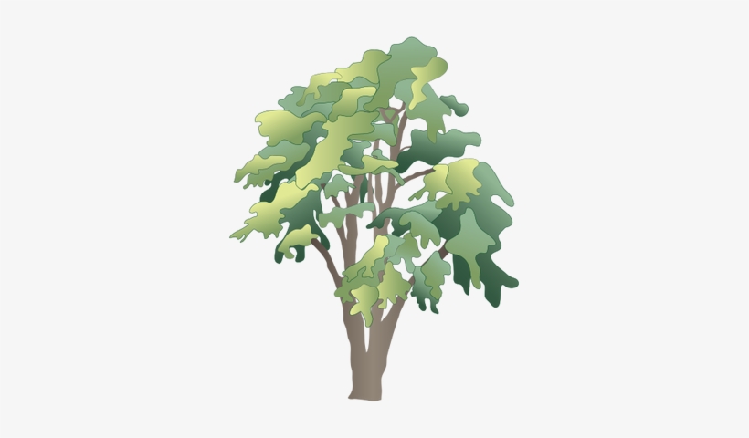 Download Transparent Ian Symbol Robinia Pseudoacacia - Rainforest Tree ...