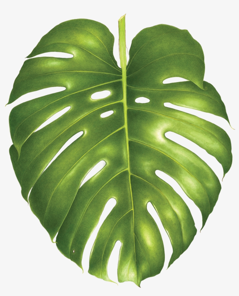 Split Leaf Philodendron Clipart