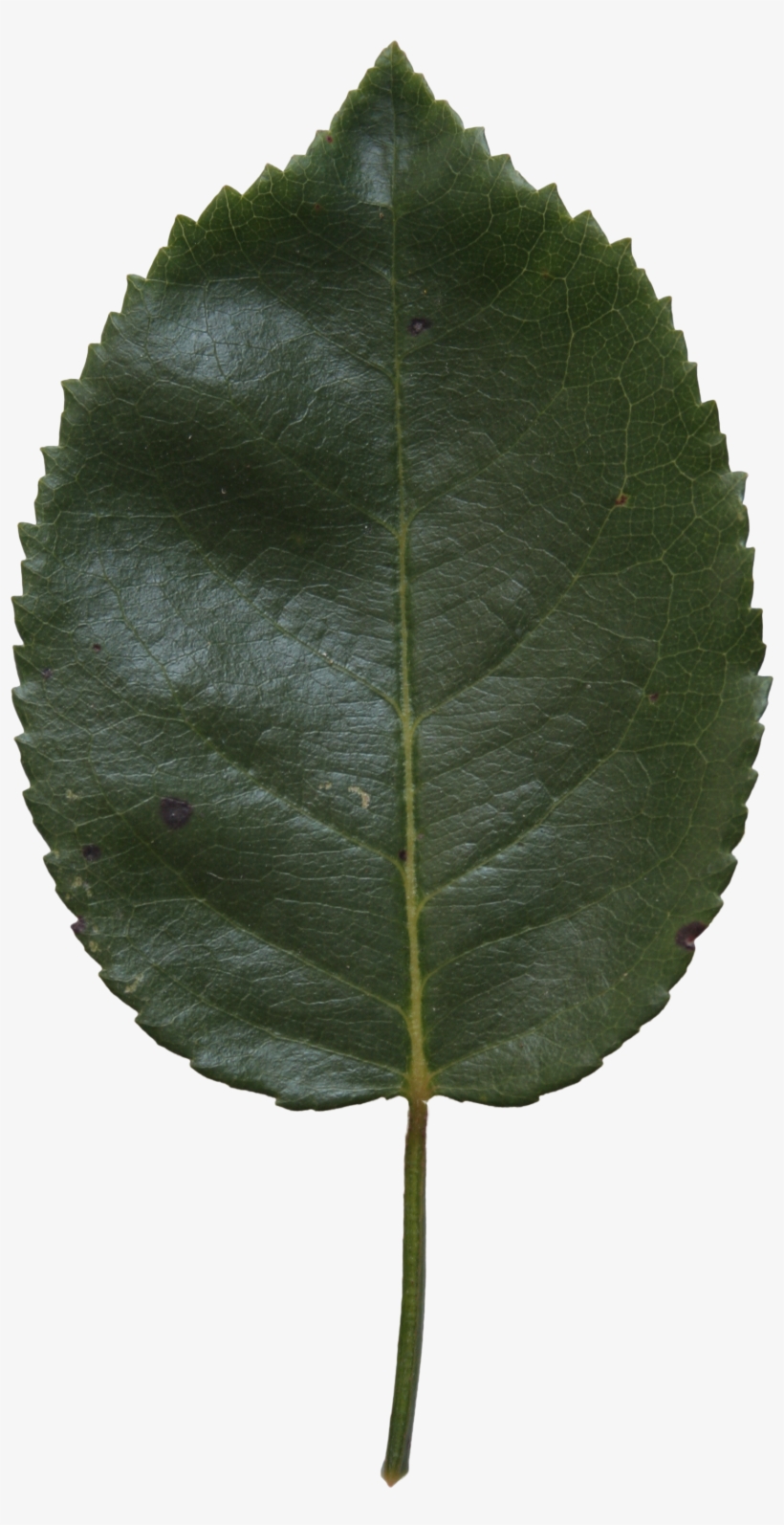 Birch Leaf Texture - Birch - 2304x3456 PNG Download - PNGkit