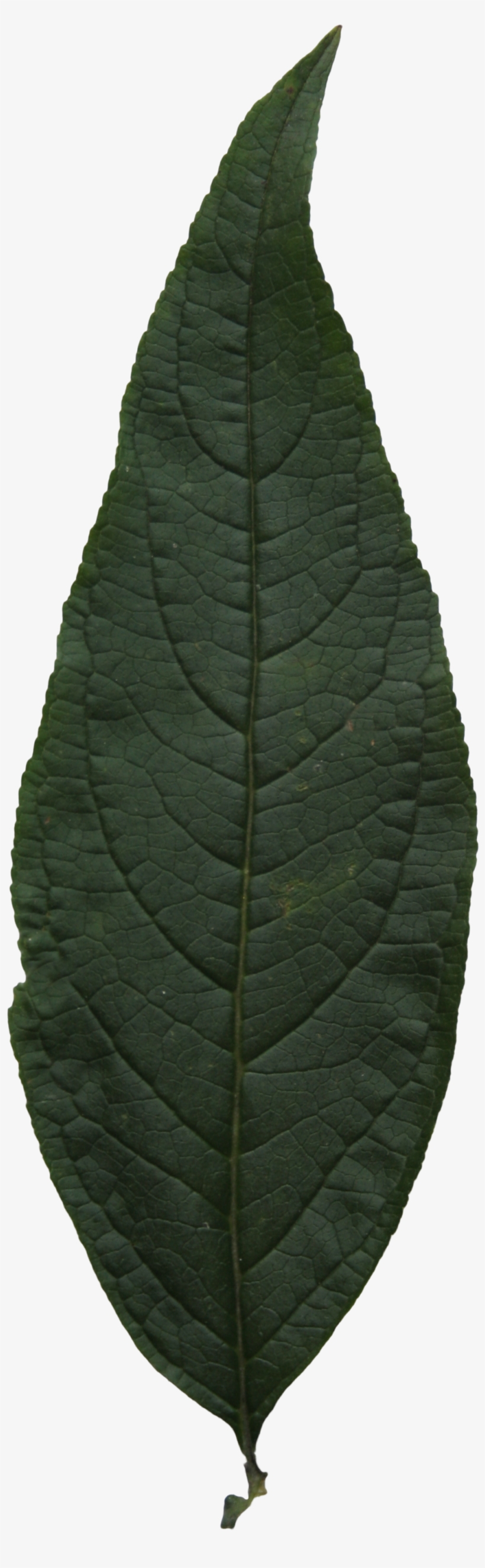 Download Transparent 2d Leaves - Hi Res Leaf Png - PNGkit