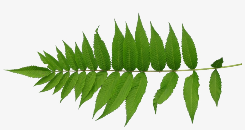 Download Transparent Transparent Mapping Leaf - Leaves Texture Png - PNGkit