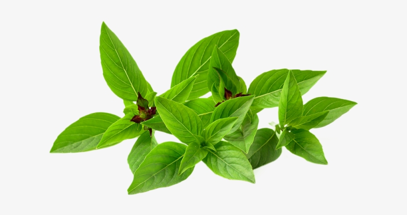 Basil Vector Holy - Basil - 640x640 PNG Download - PNGkit