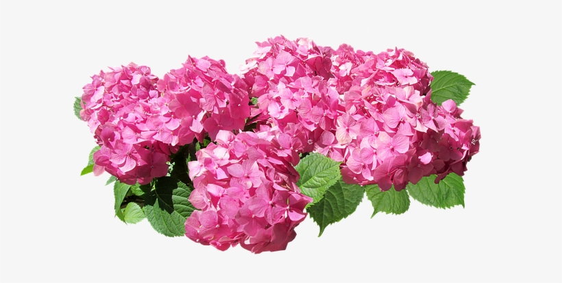 Pink Hydrangea Redoute Hydrangea Png - 610x340 PNG Download - PNGkit