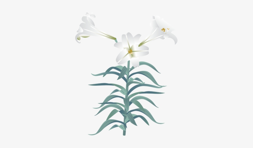 Easter Lily Vector