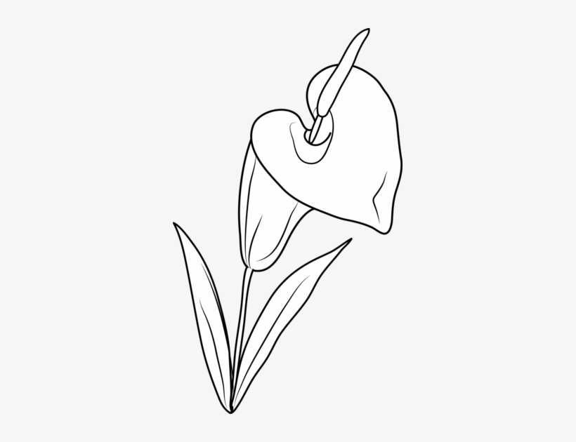Calla Lily Coloring Pages