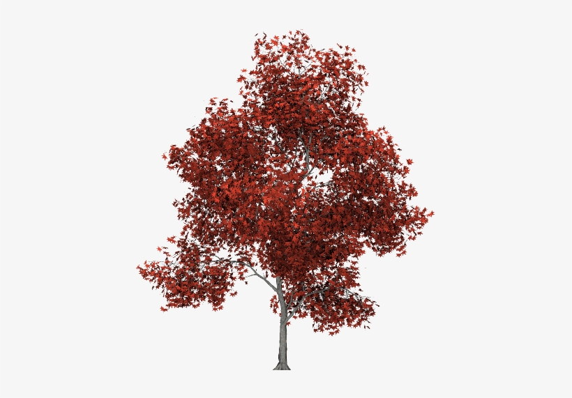 Autumn Tree Png Download - Red Leaf Tree Png - 429x491 PNG Download ...