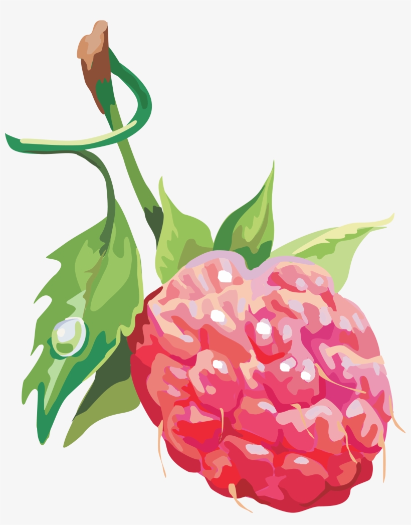 Raspberry Illustration Png - 2281x2878 PNG Download - PNGkit