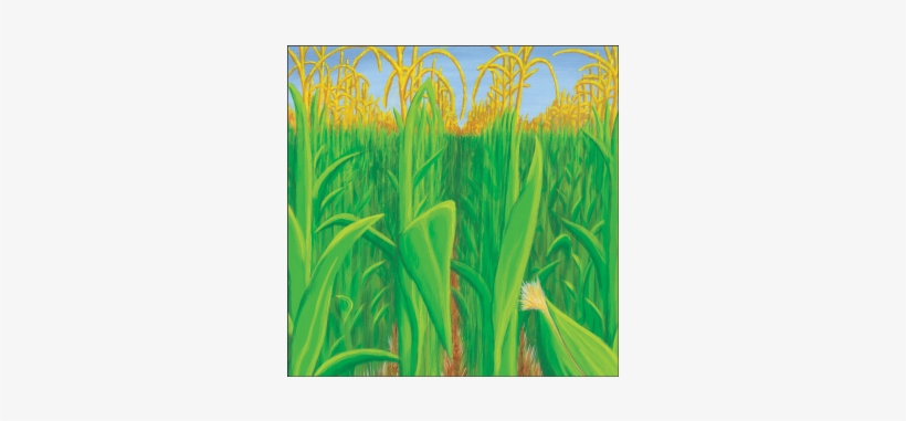 Corn Field Scrapbook Paper-rls105 - Cornfield Transparent - 400x300 PNG ...