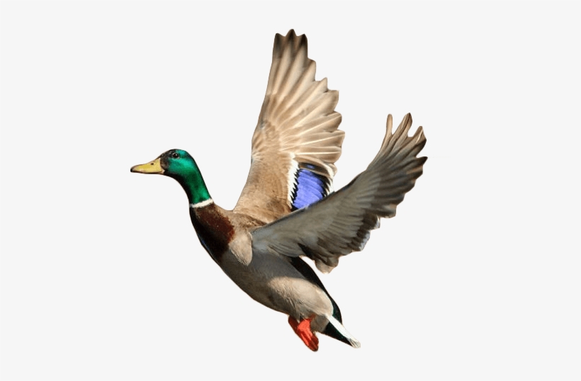 Flying Duck Png - Mallard Ducks Taking Off - 453x458 PNG Download - PNGkit