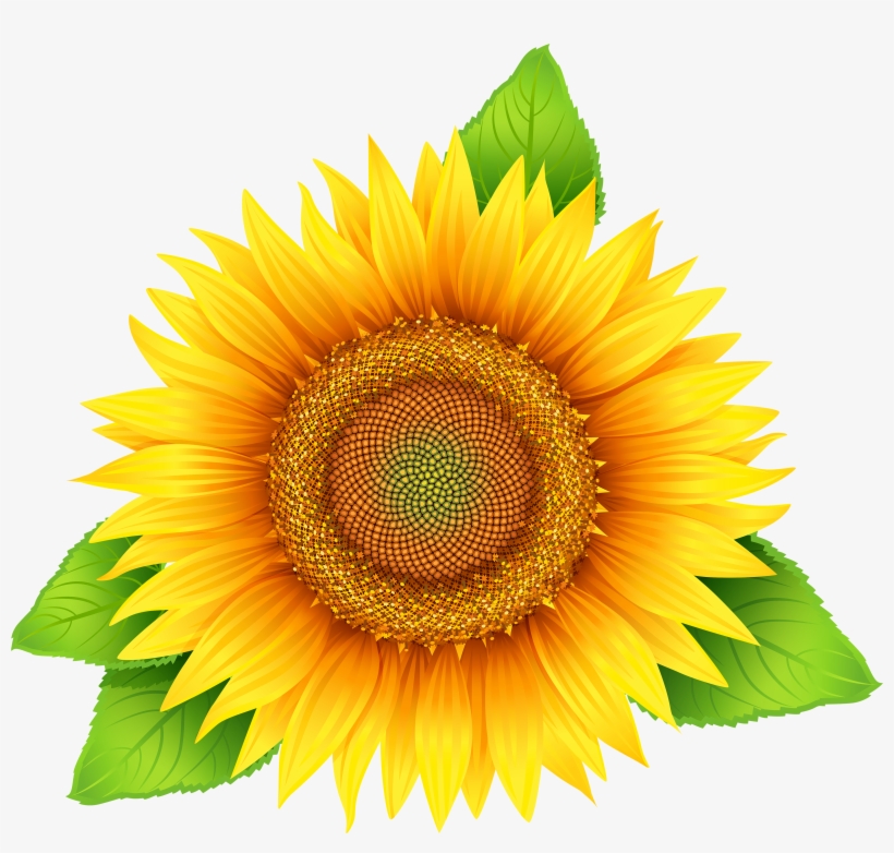 Sunflowers Png Leave - Sun Flower Vector Png - 4000x3621 PNG Download ...
