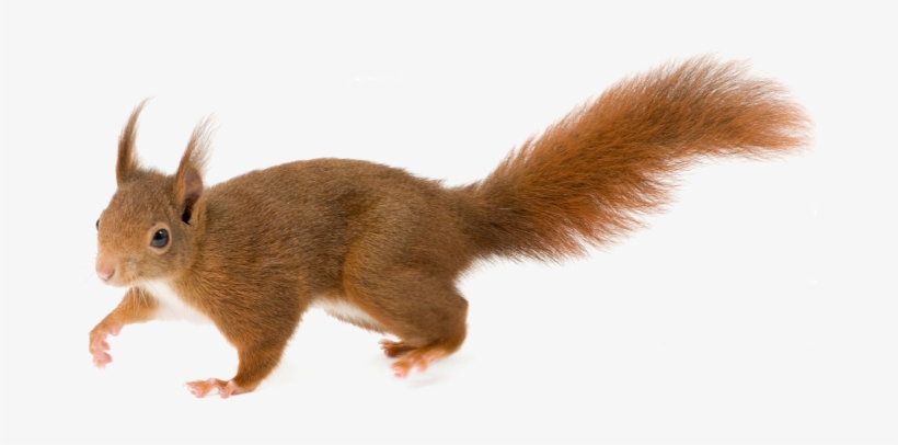 Png Animal Pinterest And - Eurasian Red Squirrel - 670x326 PNG Download ...