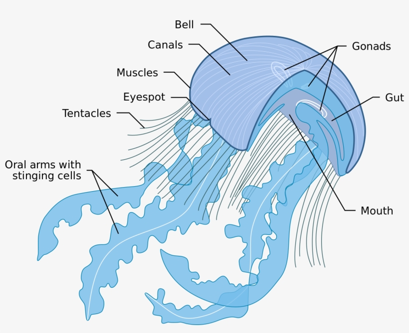 Open - Anatomy Of A Jellyfish - 2000x1362 PNG Download - PNGkit