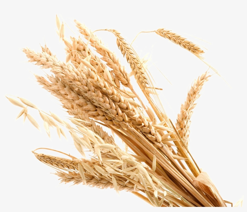 Wheat Transparent Background Png - Transparent Transparent Background ...