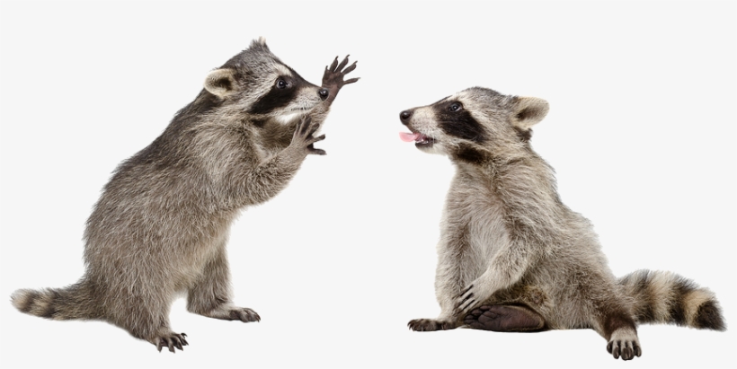 Raccoons Png - Transparent Background Raccoon Png - 846x383 PNG ...