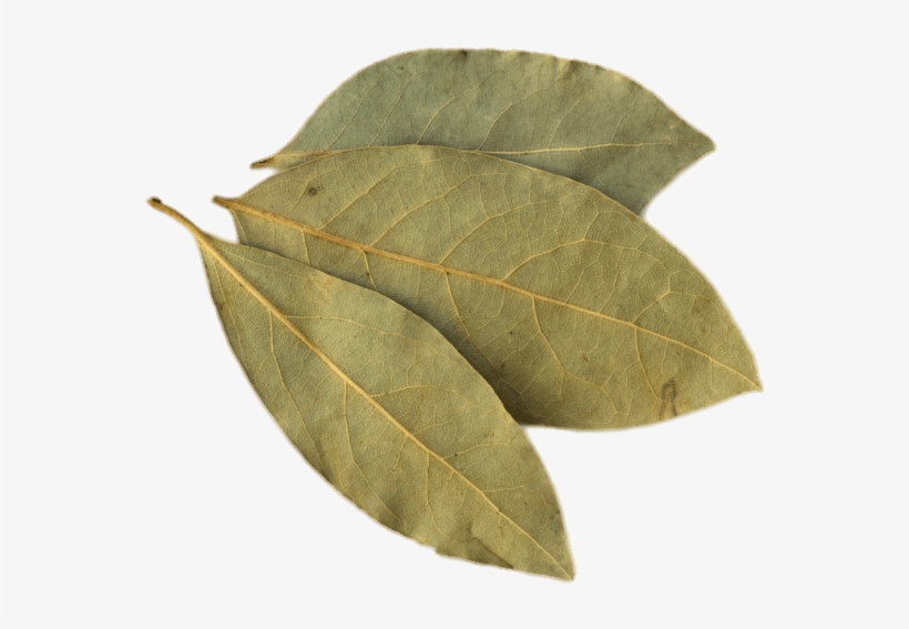 Download Transparent Bay Leaf - Uses Of Peepal Leaves - PNGkit
