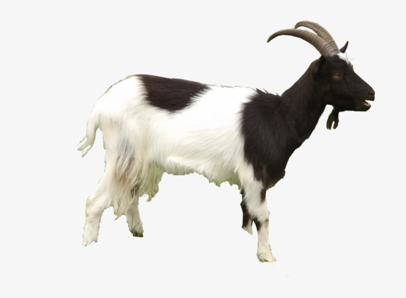 Goat Png - 1024x768 PNG Download - PNGkit
