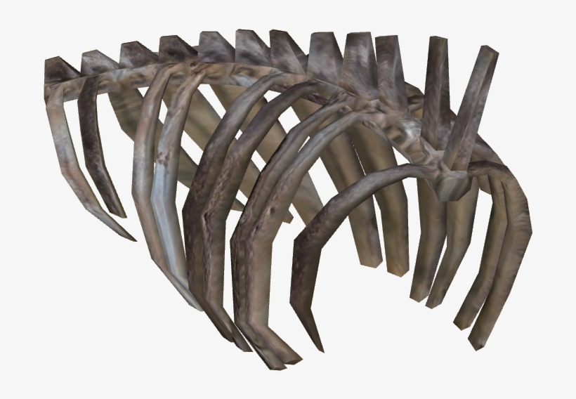 Ribcage - Skeleton - 696x696 PNG Download - PNGkit