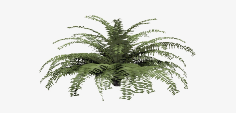 Babassu - 576x575 PNG Download - PNGkit