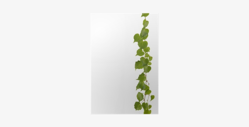 Ivy Border - 400x400 PNG Download - PNGkit