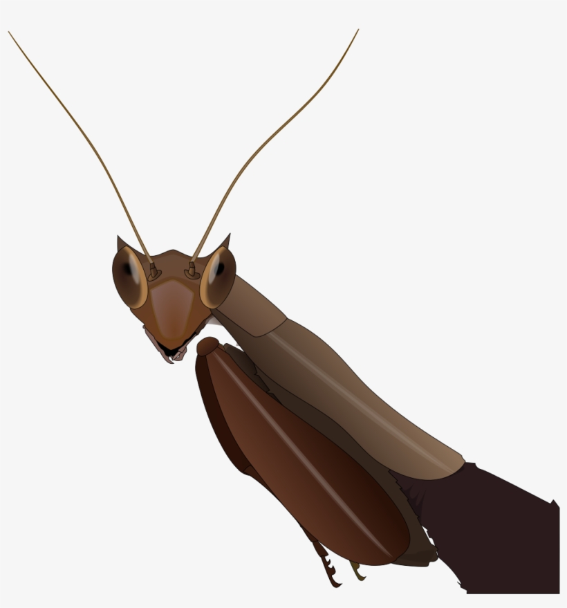 South American Box Mantis - Dead Leaf Mantis - 1026x1024 PNG Download ...