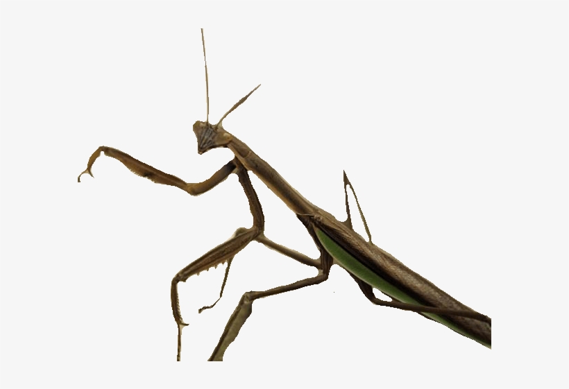 Insect Art Transprent Png Free Download Invertebrate - Mantis Insecto ...