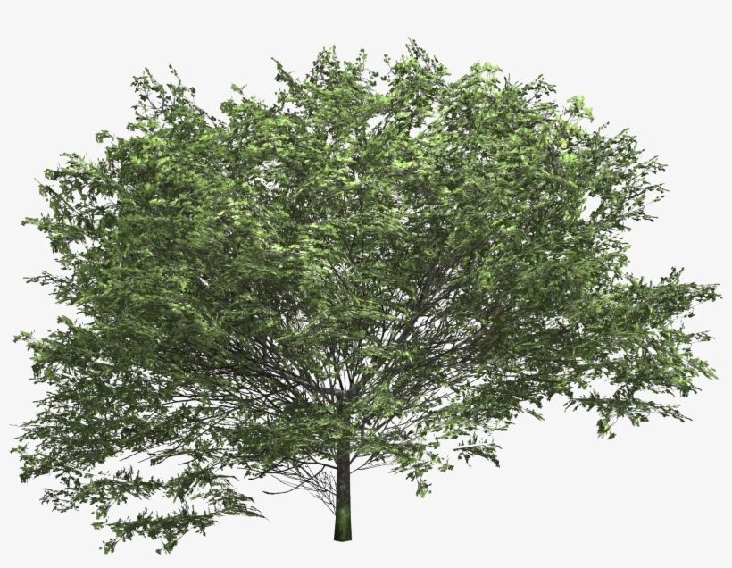 [ Img] - Arbusti Png - 2048x1977 PNG Download - PNGkit