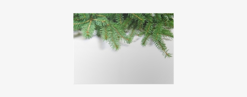 Fir Tree Branch Mug - 400x400 PNG Download - PNGkit