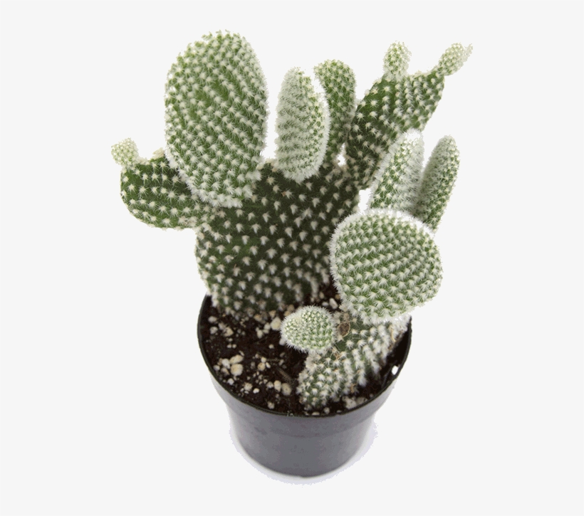 Opuntia 'angel Wing' - Angel Wing Cactus - 722x722 PNG Download - PNGkit