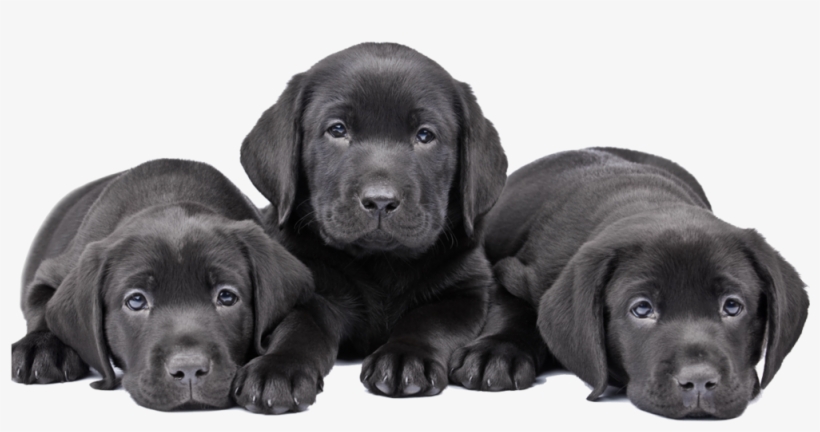 Download Transparent Lab-puppies - Puppy - PNGkit