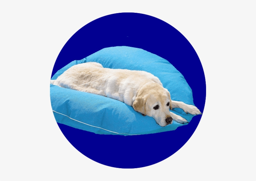 Pet Float - Dog In Pool - 500x500 PNG Download - PNGkit