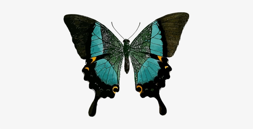 Line Of Symmetry In Real Life