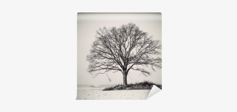 Oak - 400x400 PNG Download - PNGkit