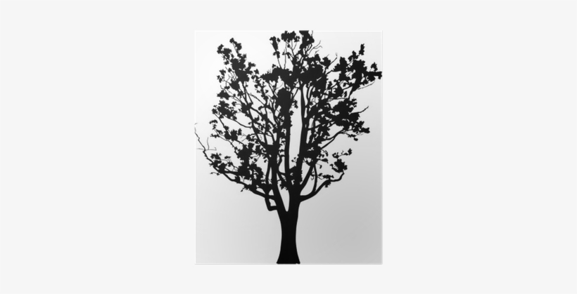 Old Oak Tree Silhouette Isolated On White Poster • - Oak - 400x400 PNG ...