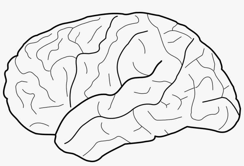 Brain Human Thinking - Brain Black And White Template - 1280x812 PNG ...
