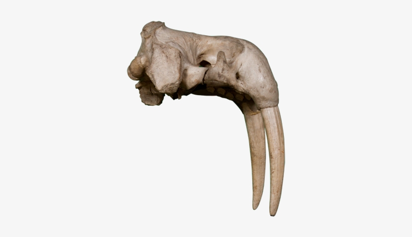 Walrus - Walrus Skull 3d - 550x420 PNG Download - PNGkit