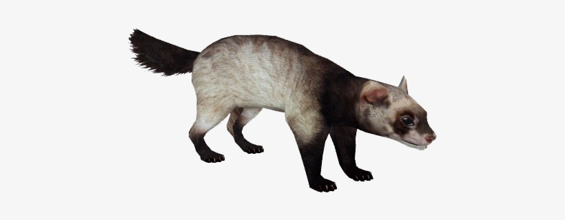 Ferret - Wiki - 448x448 PNG Download - PNGkit