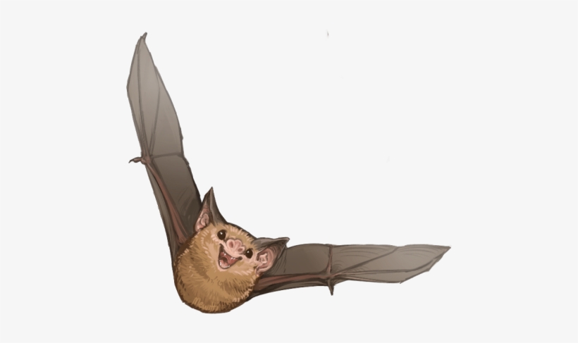 6 - Bat - 500x417 PNG Download - PNGkit