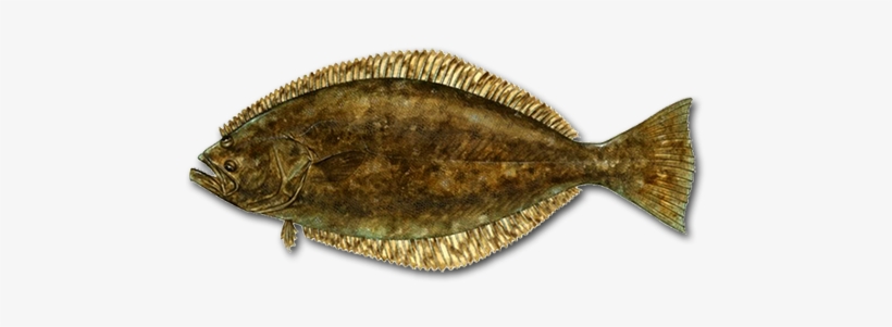 California Halibut - California Halibut Fish - 500x255 PNG Download ...