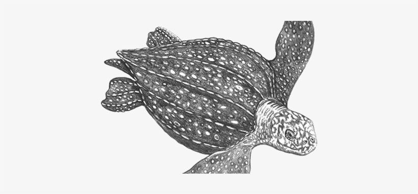 Clip Art Library Drawing Turtle Leatherback - Leatherback Sea Turtle ...