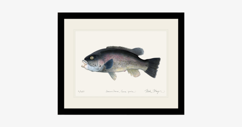 Tautog - Underwater Diving - 480x401 PNG Download - PNGkit