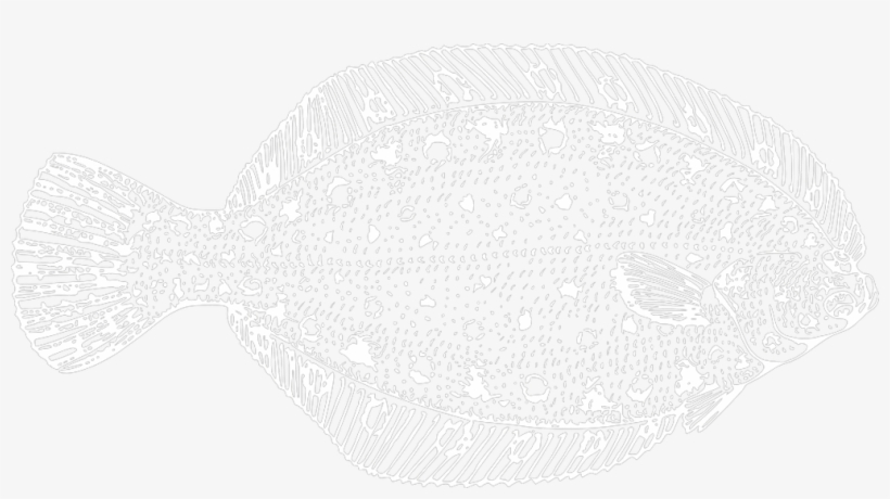 Plaice - Sole - 1010x518 PNG Download - PNGkit
