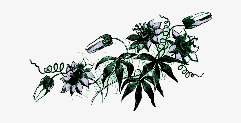 Download Transparent Vine, Flower, Floral, Design, Leaf - Gambar Sketsa ...