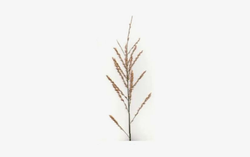 Open Panicle - Open - 321x456 PNG Download - PNGkit