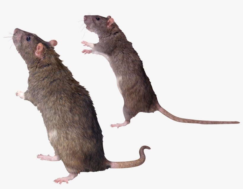 Rat - 3169x2323 PNG Download - PNGkit