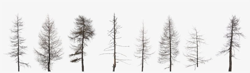 Tree Collection Dead 2k 0 - Dead Forest Tree Png - 8277x2048 PNG ...