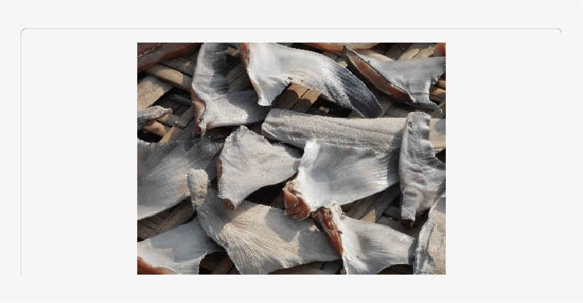 Dried Shark Fin - Fishery - 761x347 PNG Download - PNGkit