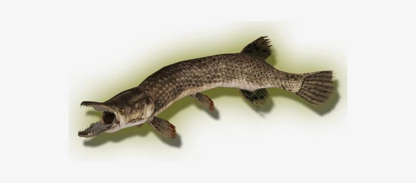 Garalligator Zerosvalmont - Alligator Gar - 550x550 PNG Download - PNGkit