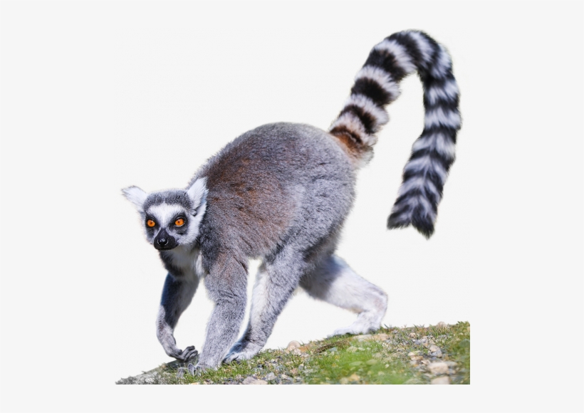 Thumbnail - Madagascar Cat - 500x500 PNG Download - PNGkit